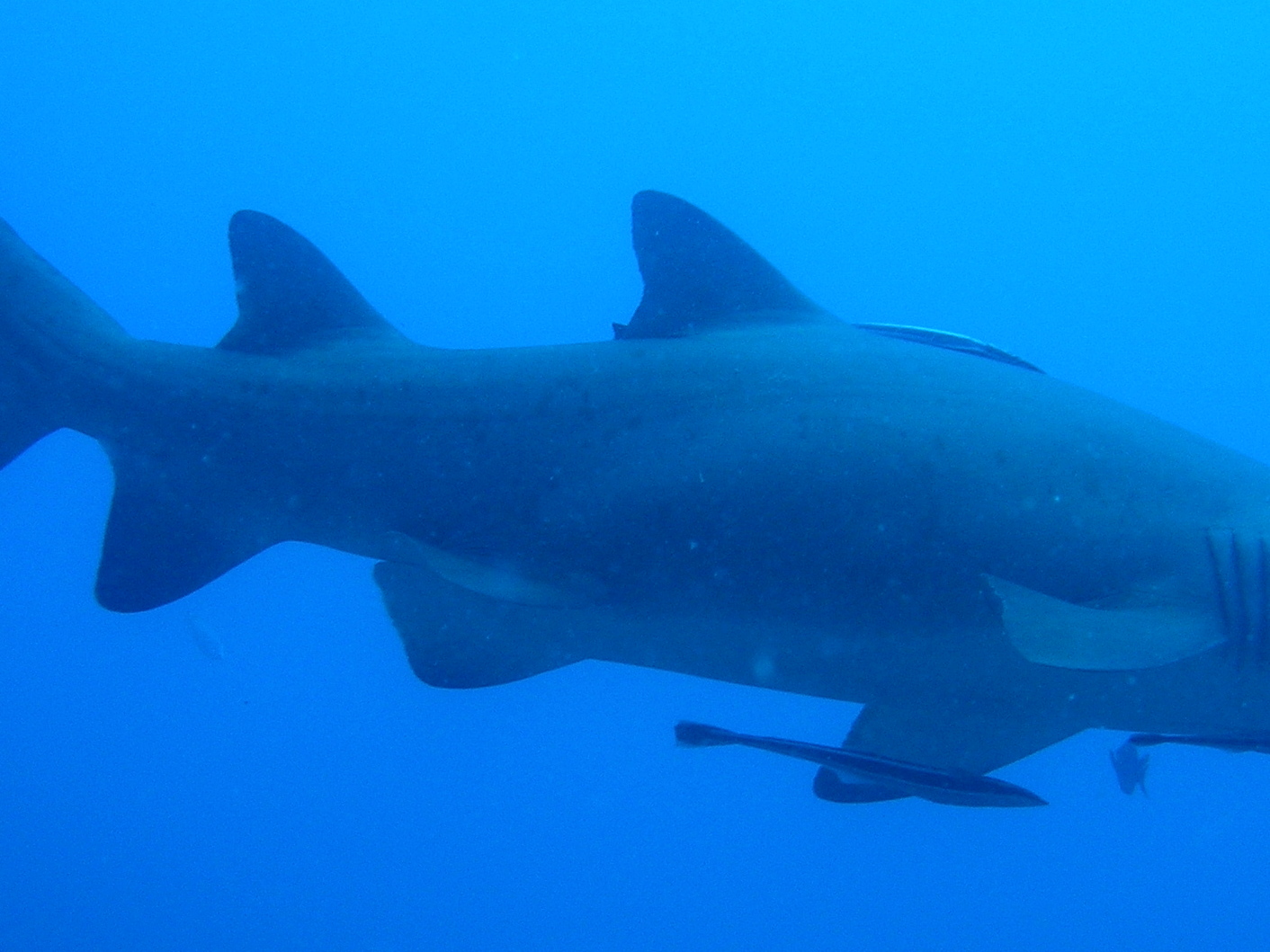 Sharkbook: Wildbook for Sharks